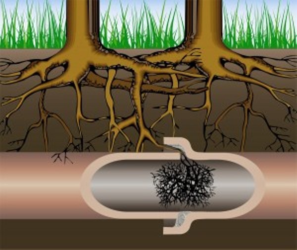 Tree Root Removal Services in Los Angeles, California | Residential ...
